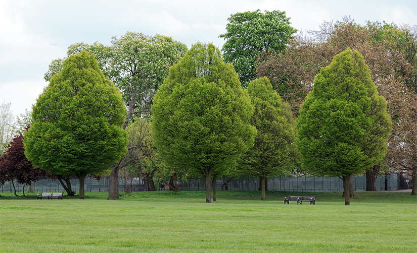 Photographs of hornbeam trees