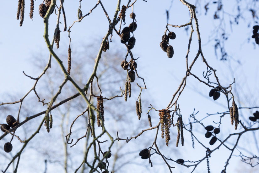 Photographs of alder trees