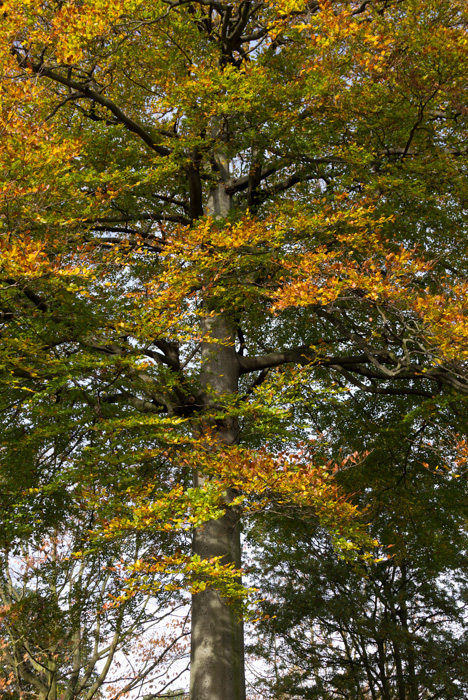 Photographs of beech trees