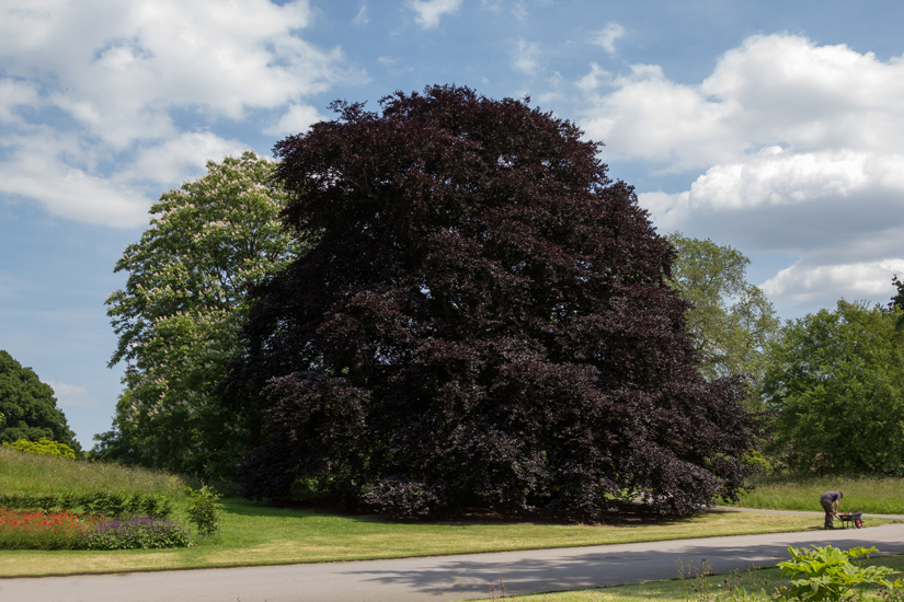 Photographs of beech trees