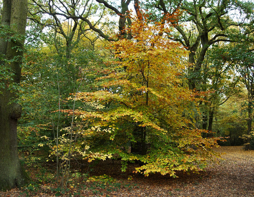 Photographs of beech trees
