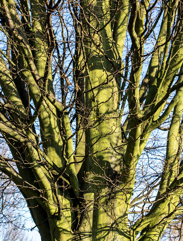 Photographs of hornbeam trees