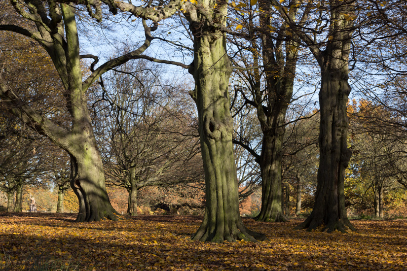 Photographs of hornbeam trees